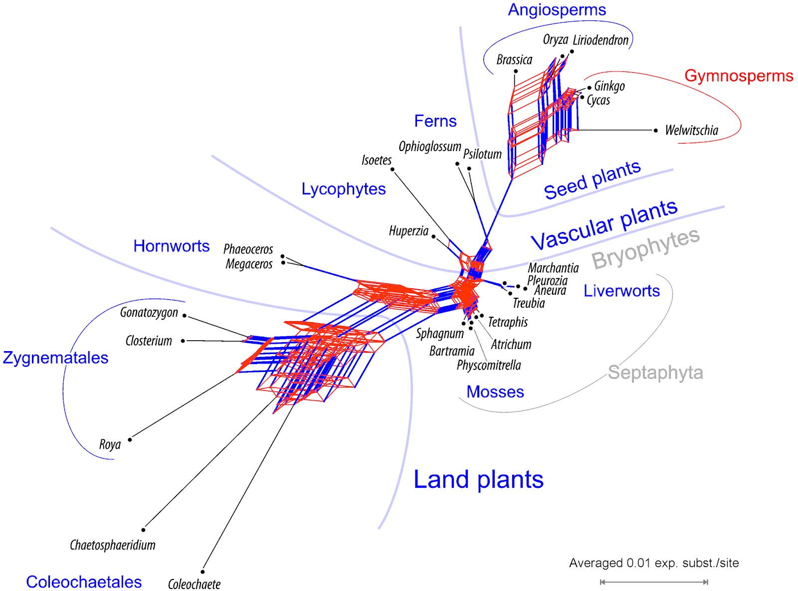 The Genealogical World of Phylogenetic Networks: Supernetworks and gene ...