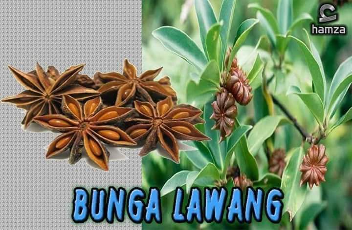 Beautiful Lie in a Beautiful Life: Rempah Ratus_Bunga Lawang