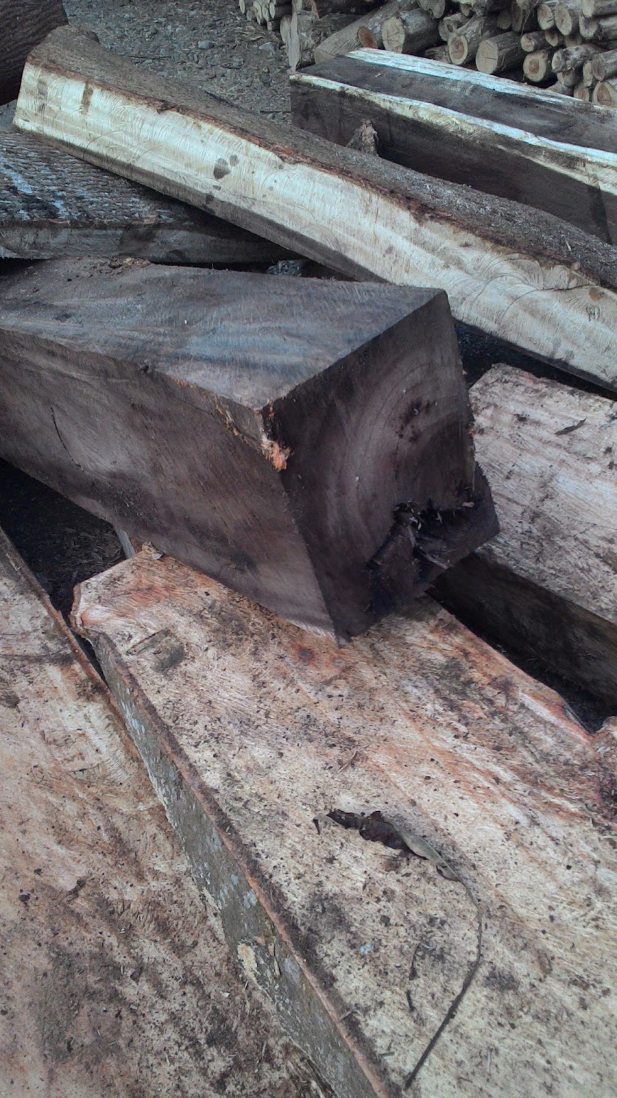 Harga Kayu Racuk - DUTA RIMBA INDONESIA