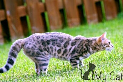 Bengali cats and kittens information you must know before purchasing it