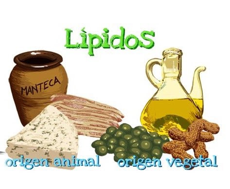 Lípidos (Lipídeos): Conceito, histórico, propriedades e as suas funções