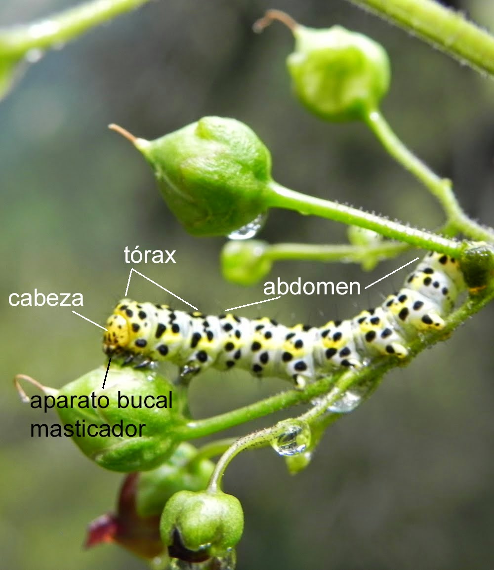 MARIPOSAS (BUTTERFLIES): LA ORUGA