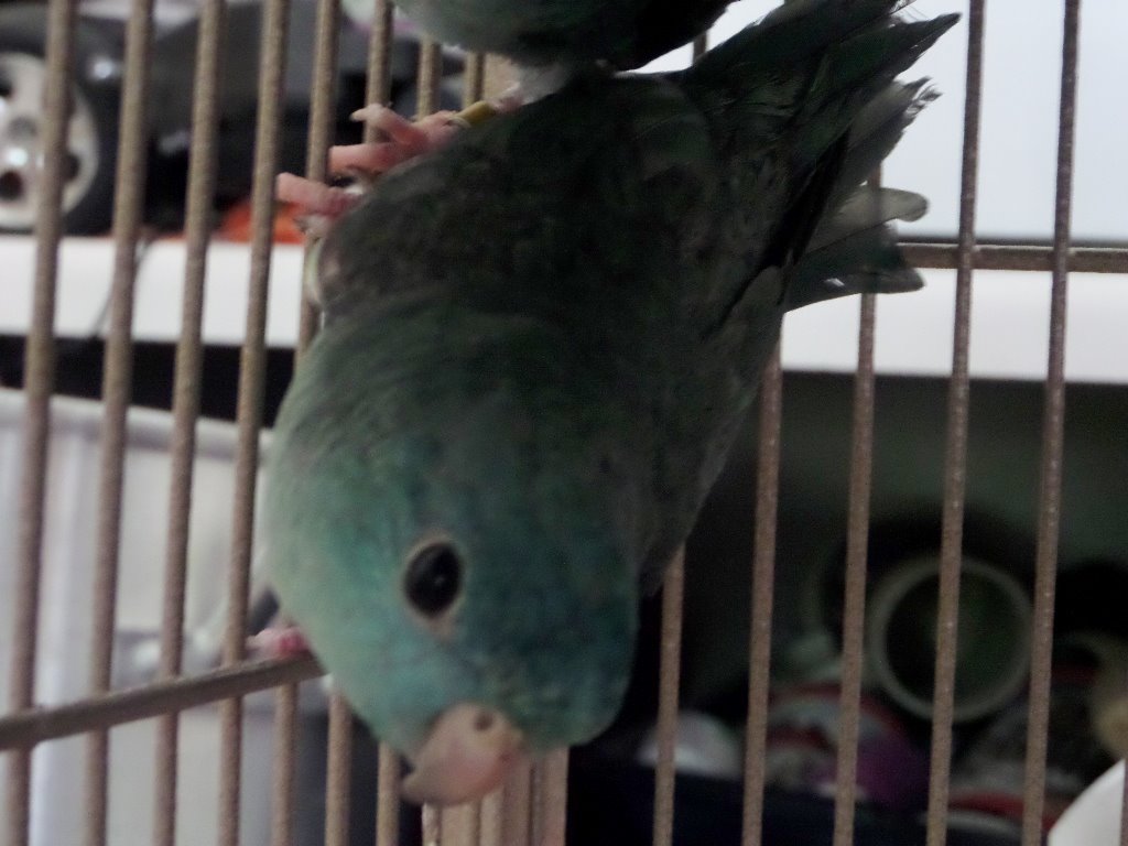 The Splendid Bourke Bird Blog: Bourke Parakeets & Others - End of ...