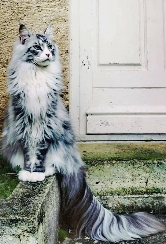 Your Maine Coon Guide