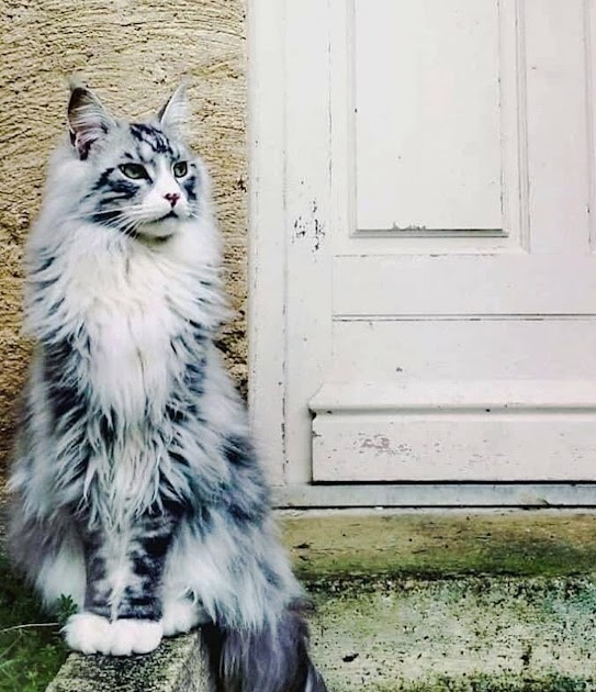 Your Maine Coon Guide