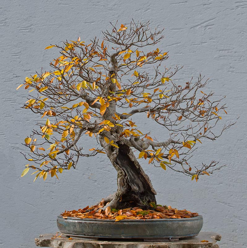 Walter Pall Bonsai Adventures: Balkan Beech goes into dormance