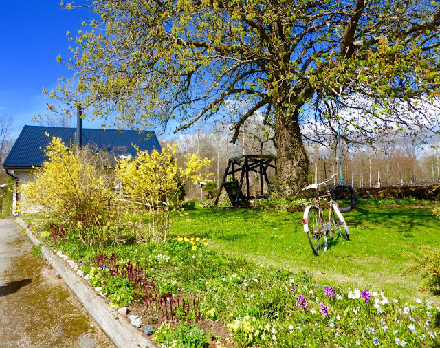 elämää luonnossa: Pihaltamme ja Susannen mustikka ja karhunmaja istutus.
