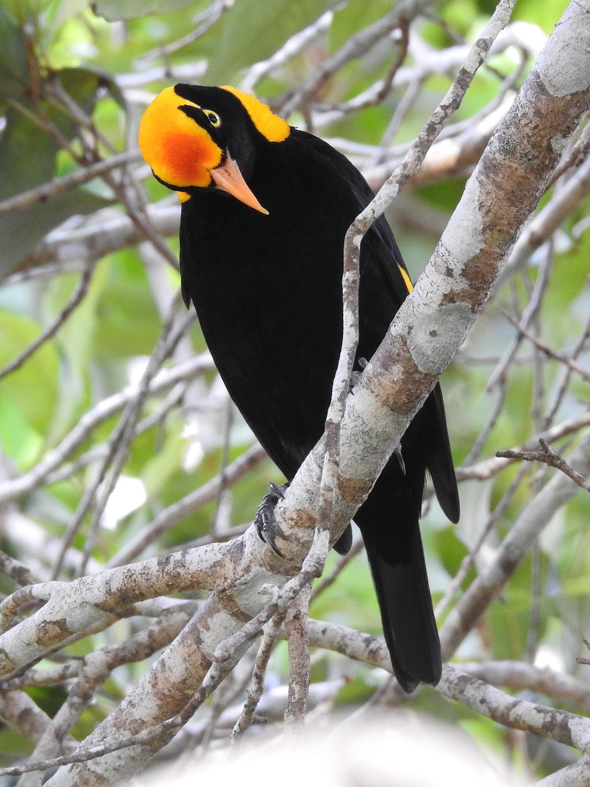 REGENT BOWERBIRD photos - wallpapers | the fun bank