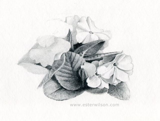 Pencil graphite drawing of primrose flowers and leaves