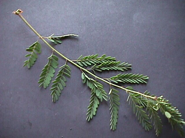 Caesalpinia gilliesii, Barba de chivo : El Mundo y sus Plantas