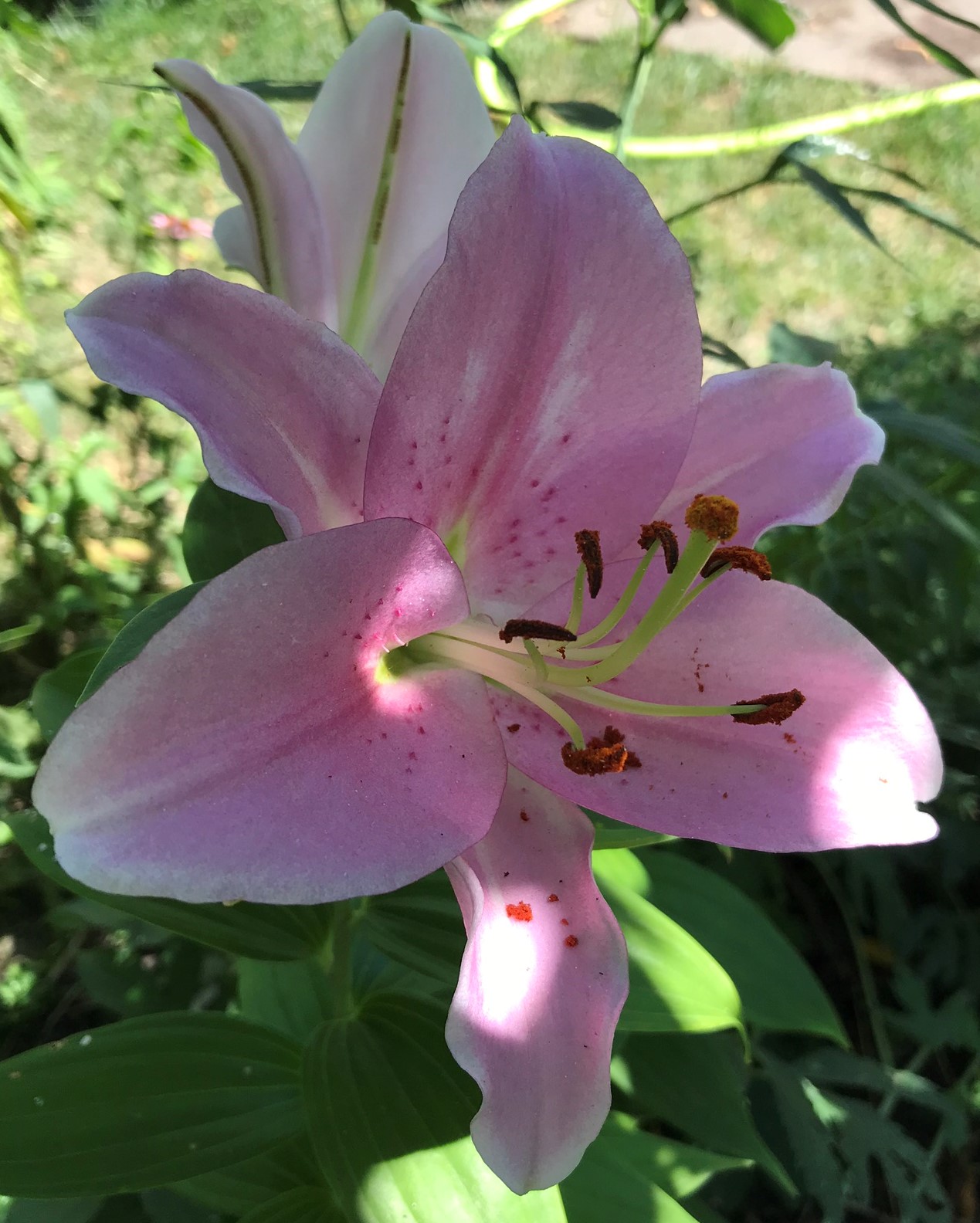 Common Sense Gardener: Pink Lilies represent motherhood
