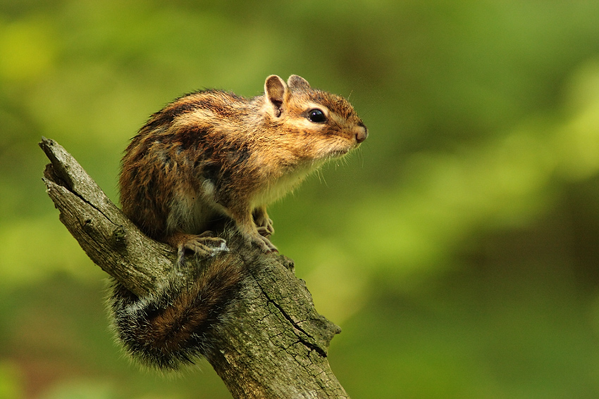 le tamia de sibérie