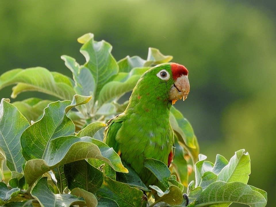 Paisajismo, pueblos y jardines: Árboles como alimento de aves. El ...