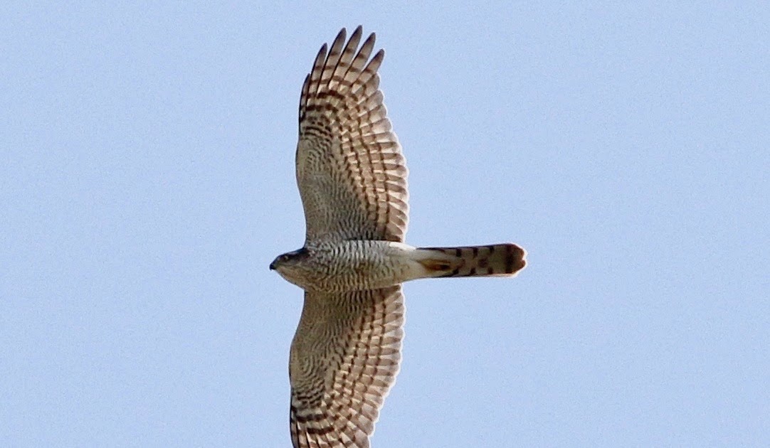 MOUNT ABU BIRDS MY PERSONAL COLLECTION: Birding in October 2021.Mount ...