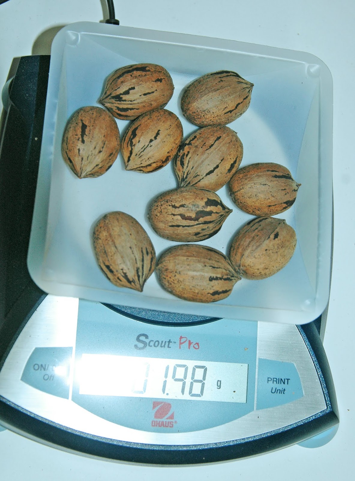 Northern Pecans: Evaluating nut samples