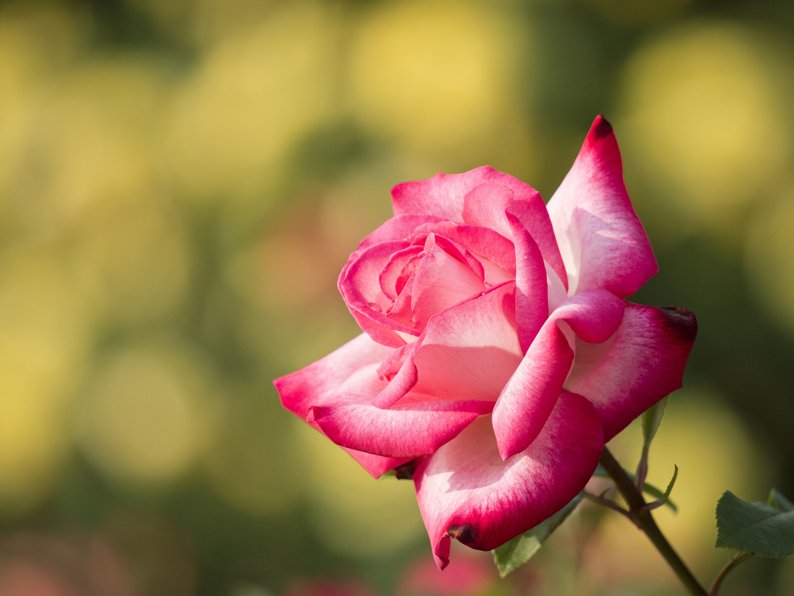 Fotos de flores rosados