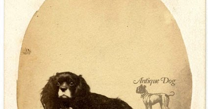 The Antique Dog Photograph Gallery: The King Charles of Bristol