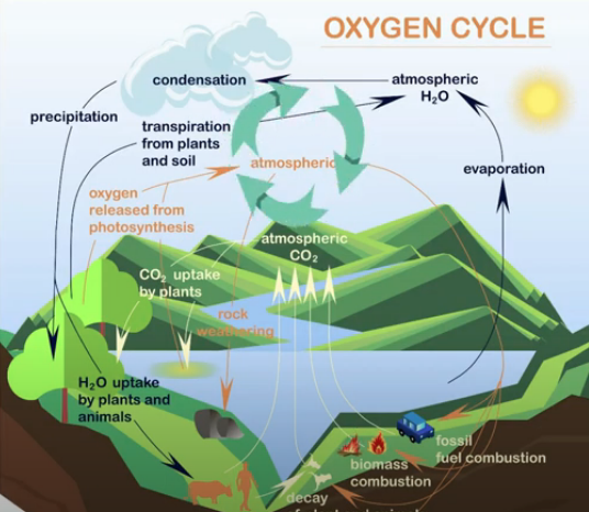 The Oxygen Cycle Explained | MooMooMath and Science