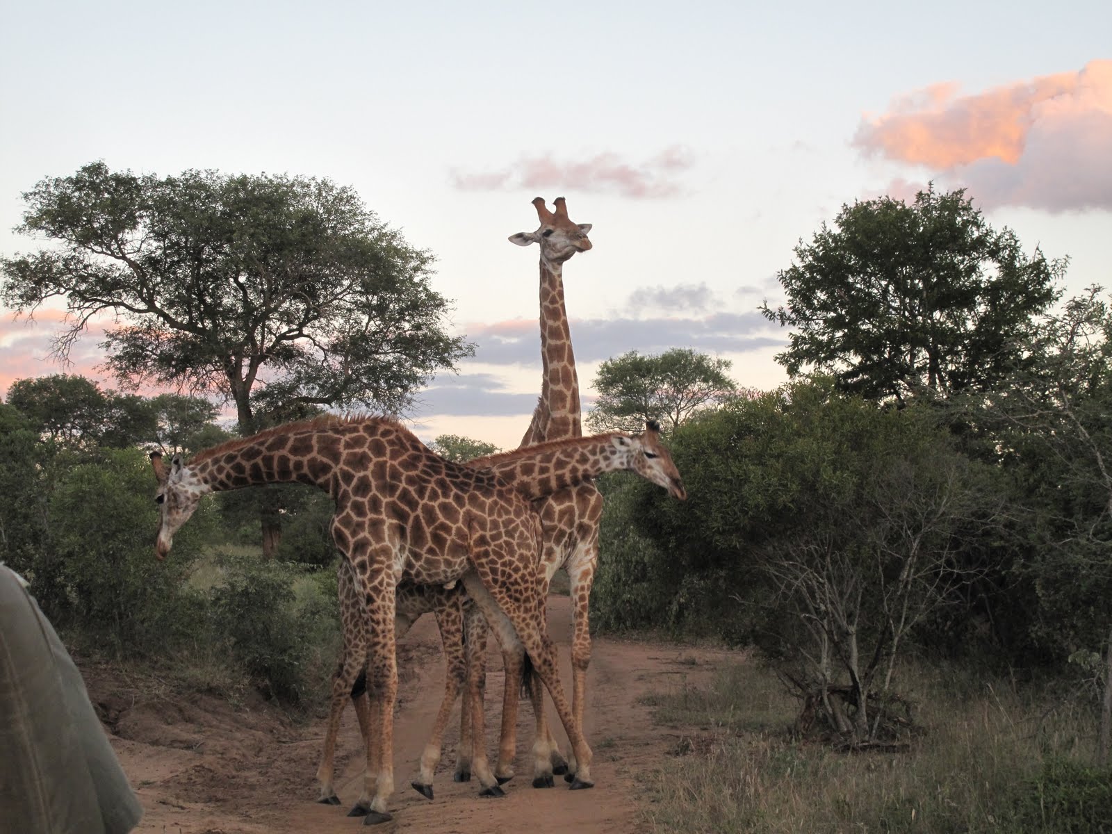 gabymelbourne-gabyhauptman: Limpopo province; wild animals at Private ...