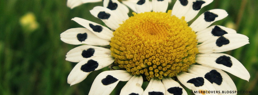 My India FB Covers: White daisy with black spot - Flowers FB Cover