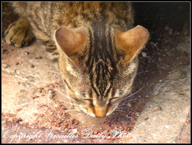VersaillesDailyPhoto blog: Une rencontre brève... mais intense...