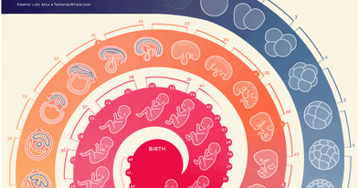 EMBRIOLOGIA- INTRODUÇÃO | Bio Nota 10