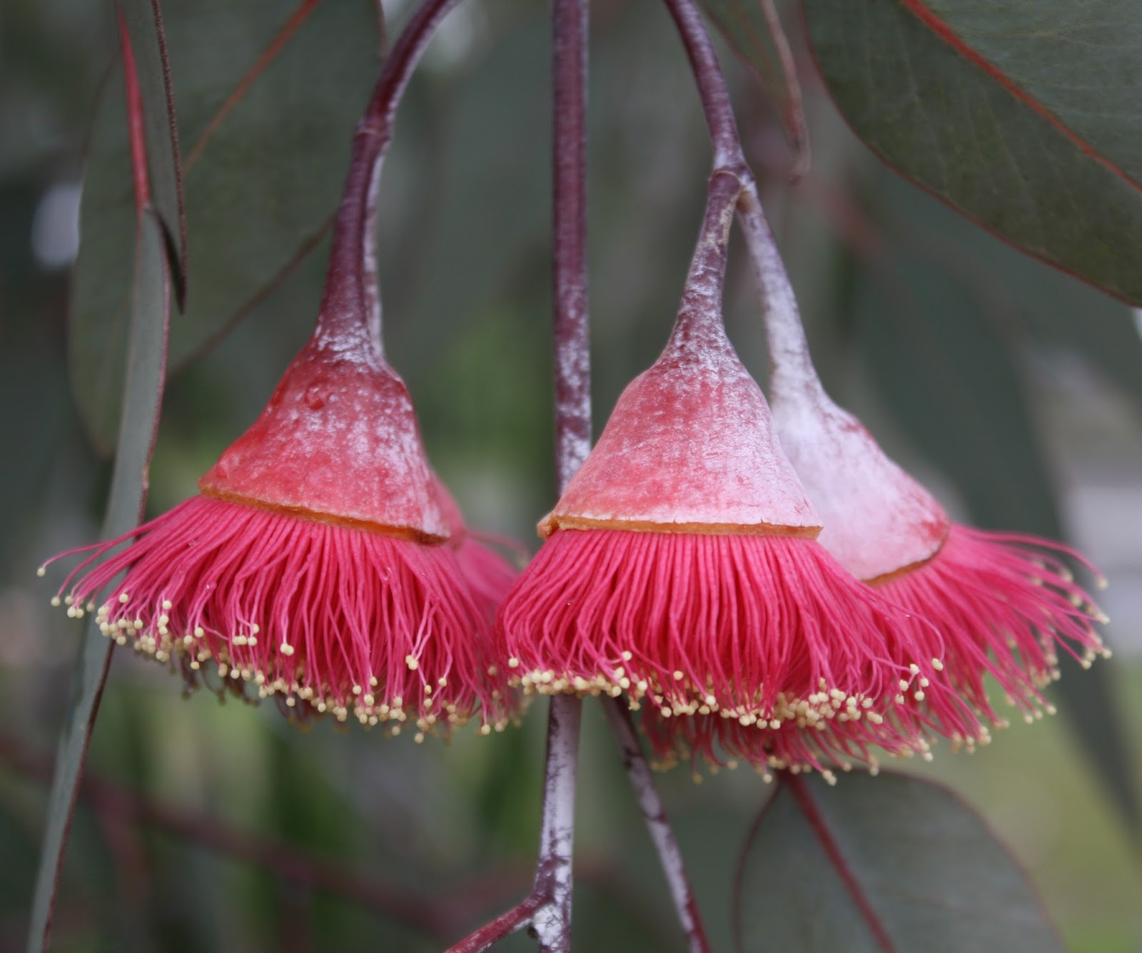 Natalie's Sketchbook: Silver Princess blossoms