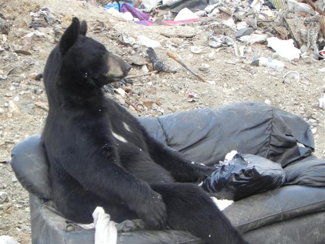Chill bear is chillin (3 pics) | Amazing Creatures