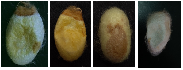 Application of Deep Learning in Sericulture