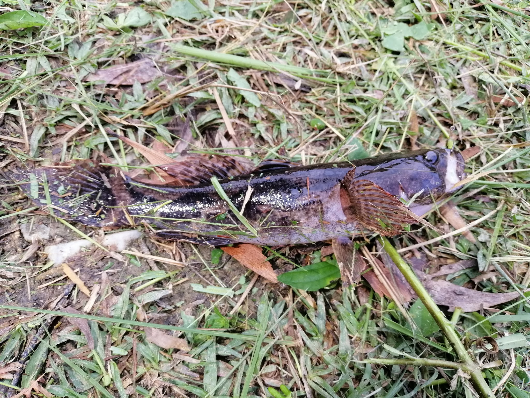 akuyangakut.blogspot : Memancing Ikan Ketutu @ Haruan Ubi