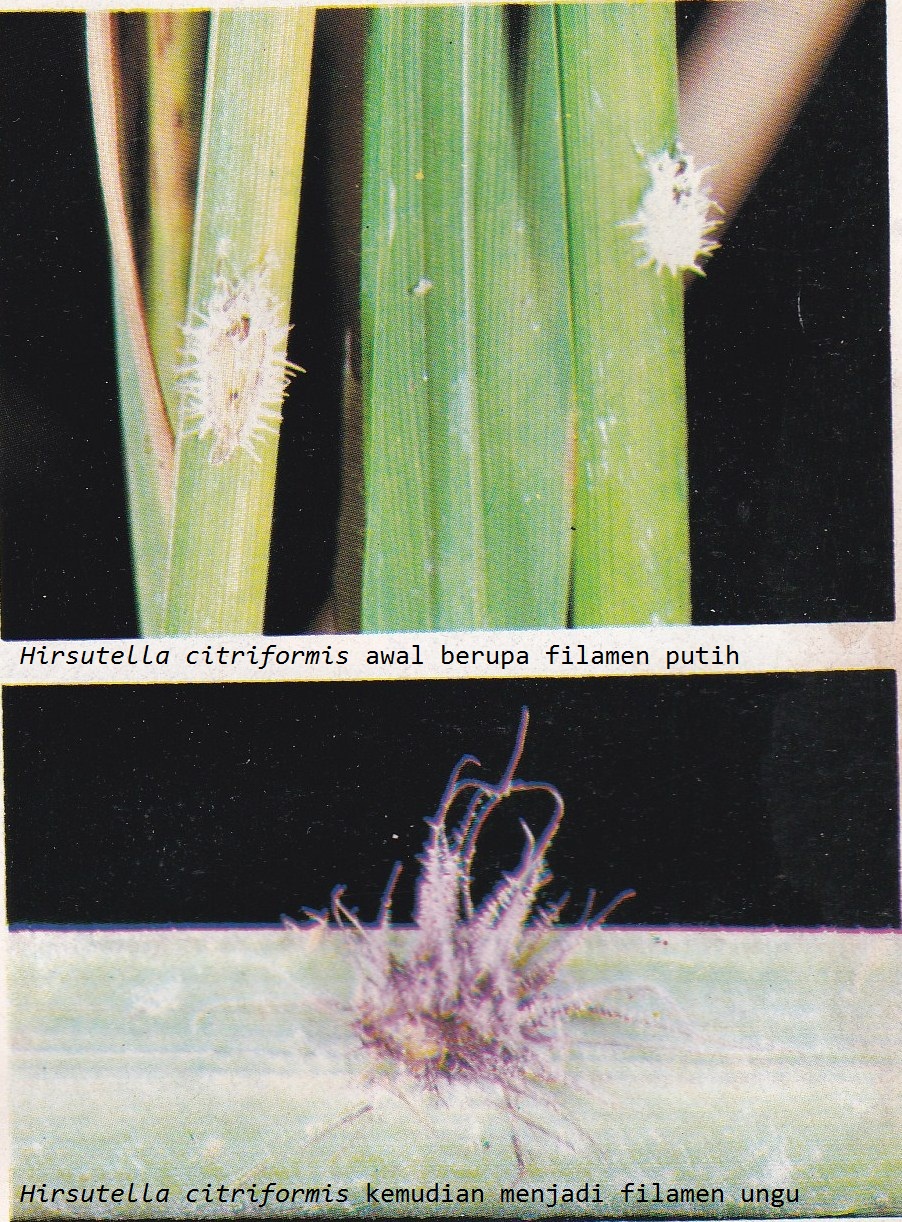 PATOGEN PADA HAMA TANAMAN PADI - pemuda tani