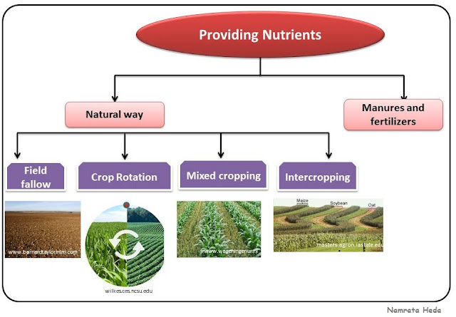 B for Biology: Crop Production and Management (Part II)