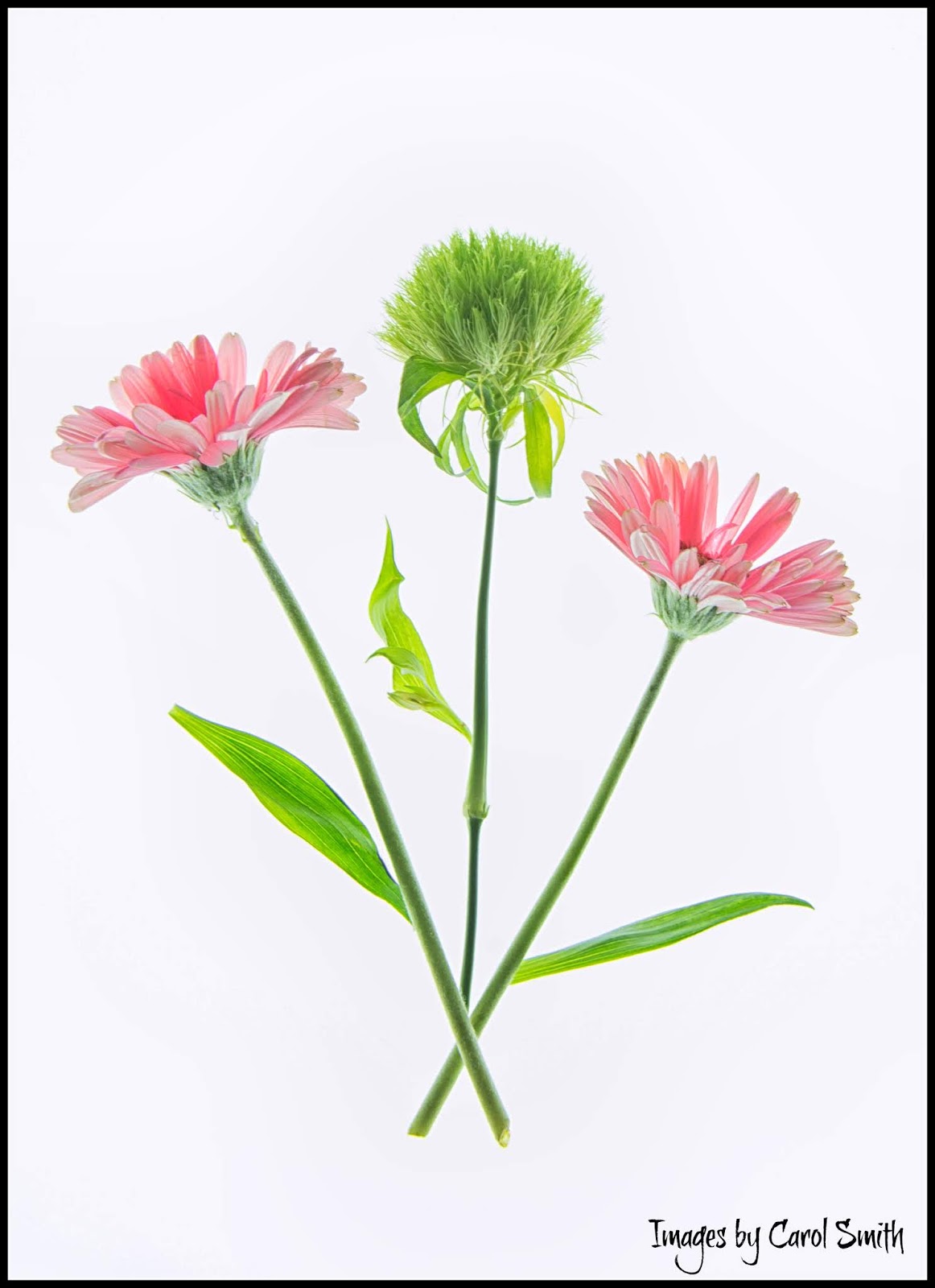 Carol's View Of New England: Light Box Flower Photography