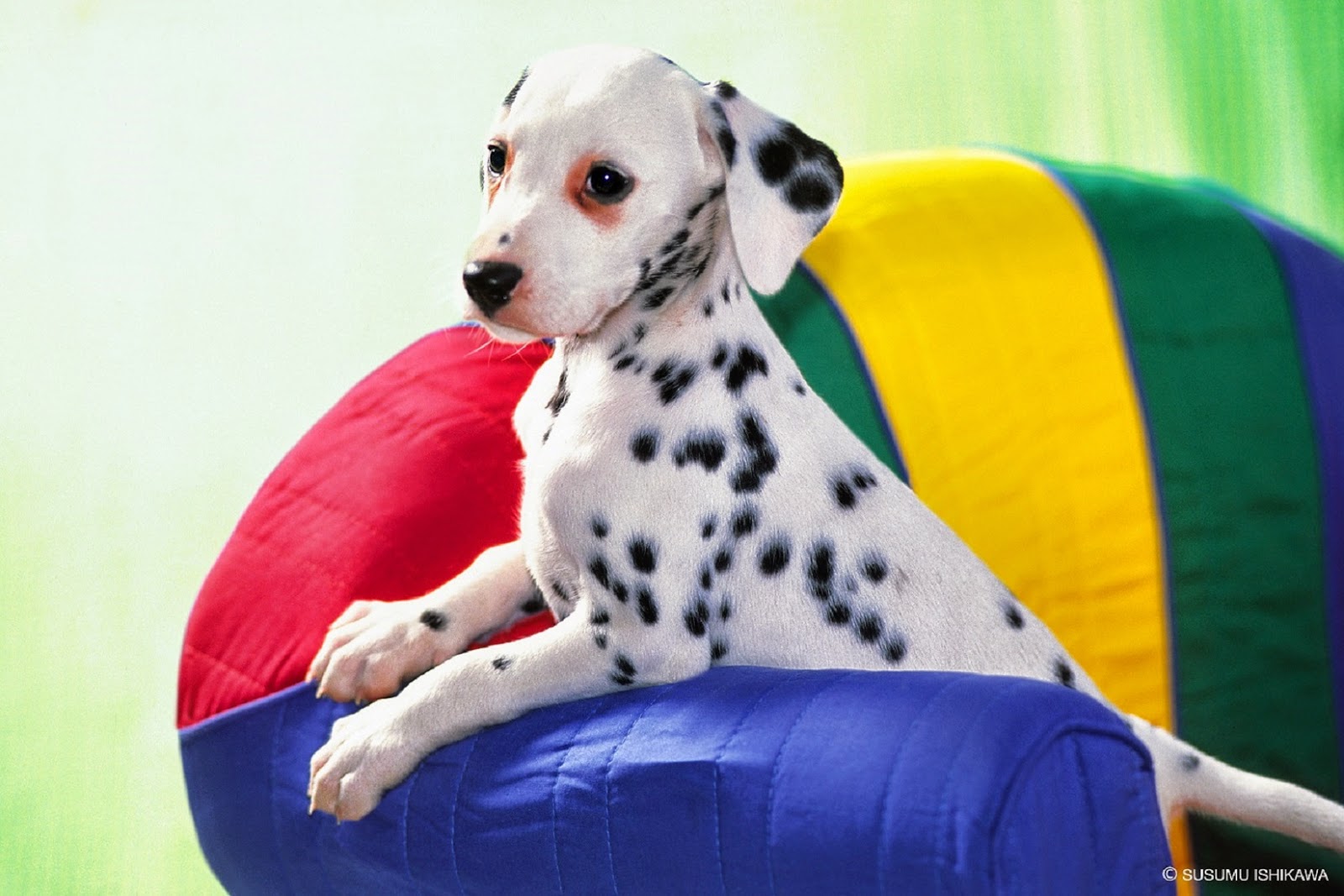 Cosas De Perros... Para Perros: Como Alimentar Un Cachorro