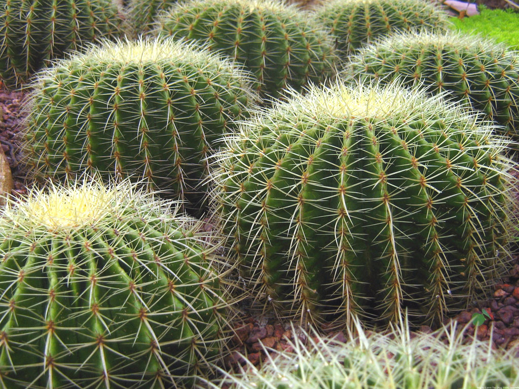 Cactus images | Images of everything