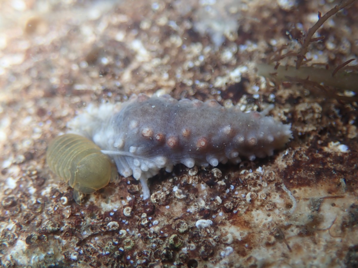 Echinodermes - Les routes de tous les voyages
