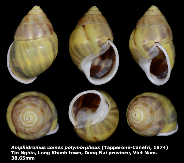 Dr. Lee's Gallery Museum: Amphidromus comes polymorphus 38.65 to 45 ...