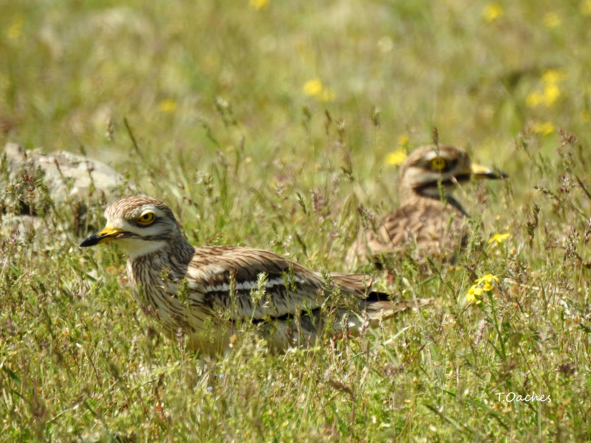 PASARI DIN ROMANIA: PASAREA OGORULUI, Burhinus oedicnemus