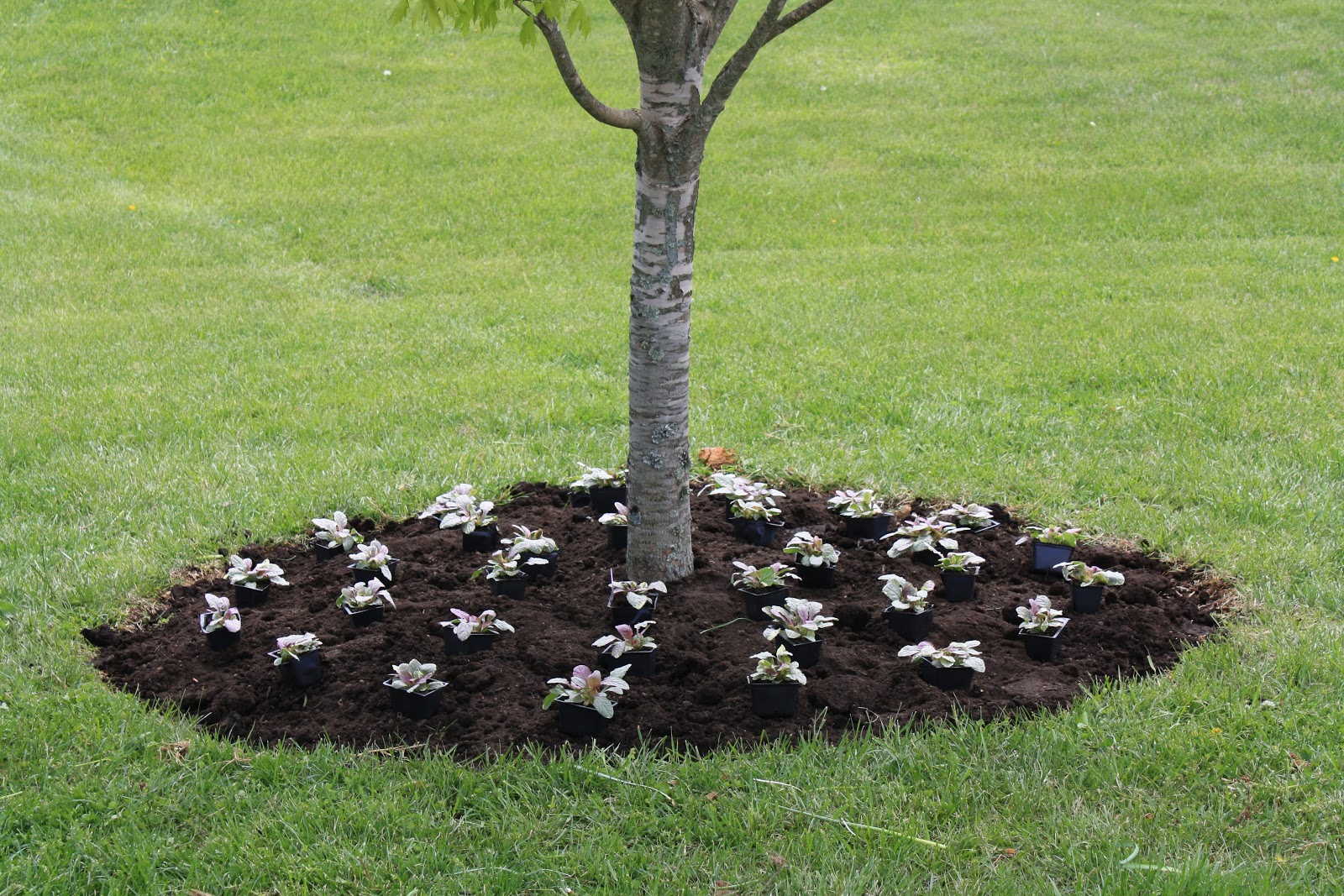 A Journal of Days: Planting Ajuga, The Field is Ready, Anything Made ...