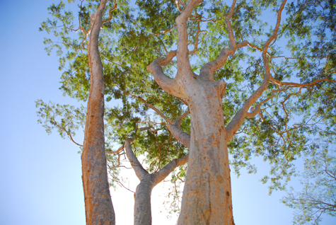 Angico - Anadenanthera