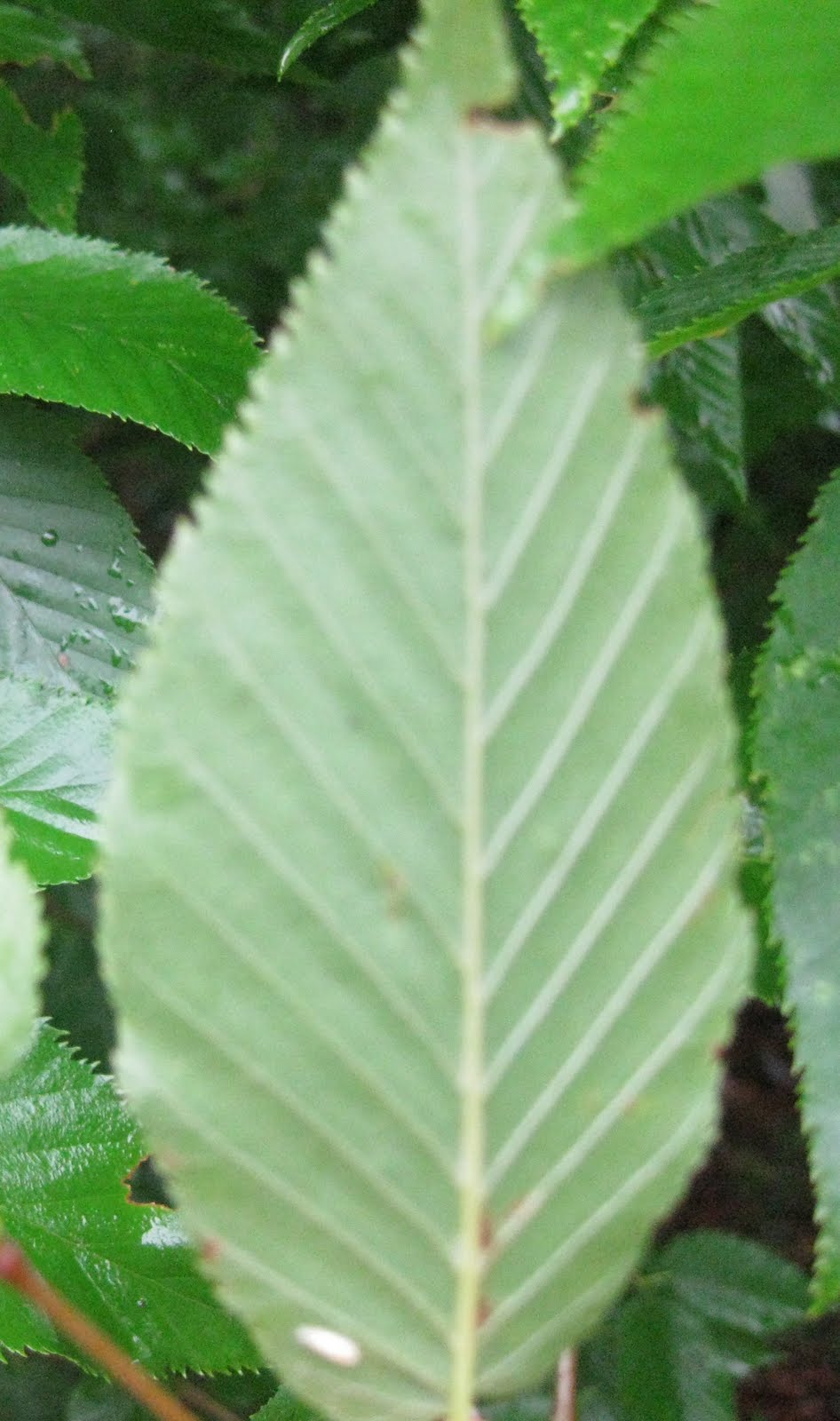 WHS AP Biology 2011: Venation Patterns