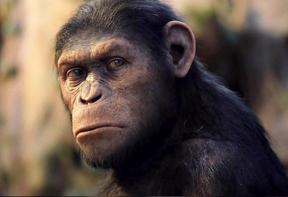 Prof. Nazareno (Redação e Gramática): Nenhum ser humano é MACACO