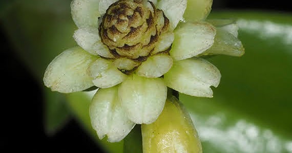 Thelasis pygmaea (Griff.) Lindl.