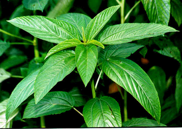 TOZALI: The Many Benefits of Ewedu (Jute) Leaf