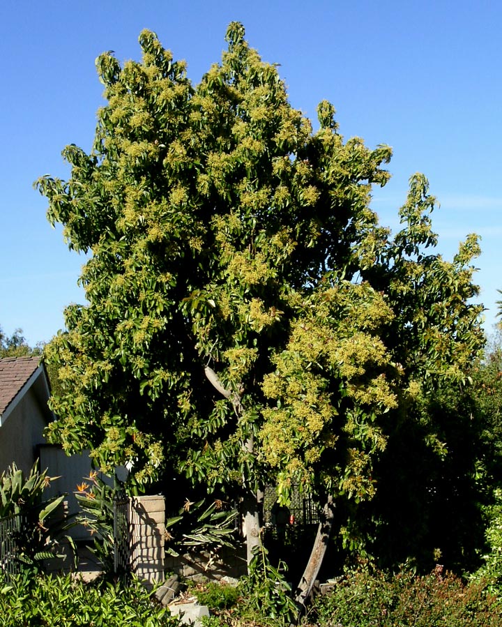 arboreo.net: O abacateiro - Persea americana