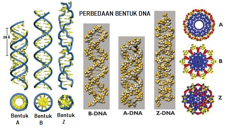 Catatan prestasi Guru Biologi: Apa itu DNA?