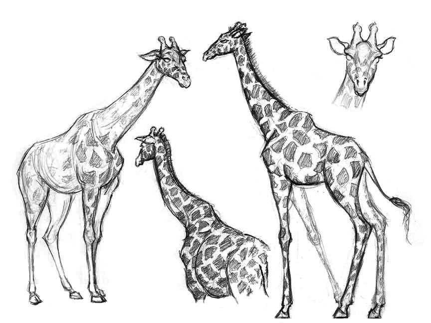 Animal Drawing and Sketching 2016: Kayla Ryyth- Giraffes Zoo