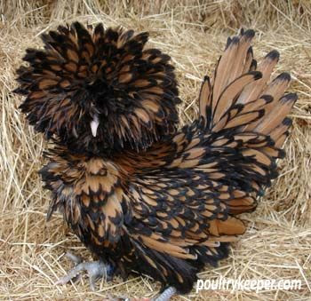 SKI POULTRY FARM AND HATCHERY: POLISH CAP CHICKEN INFORMATION