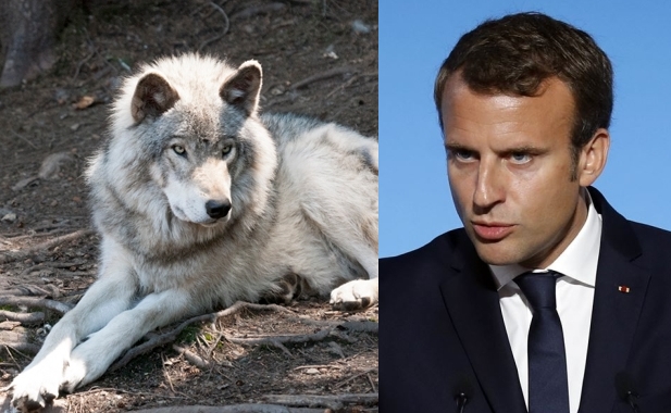 White Wolf : French President to announce wolf population would be ...