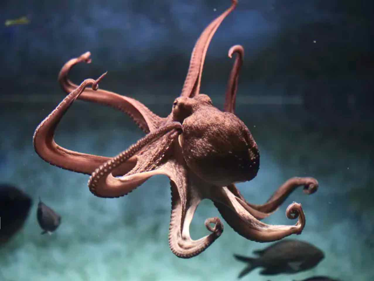 DJan-ity: Octopus's garden